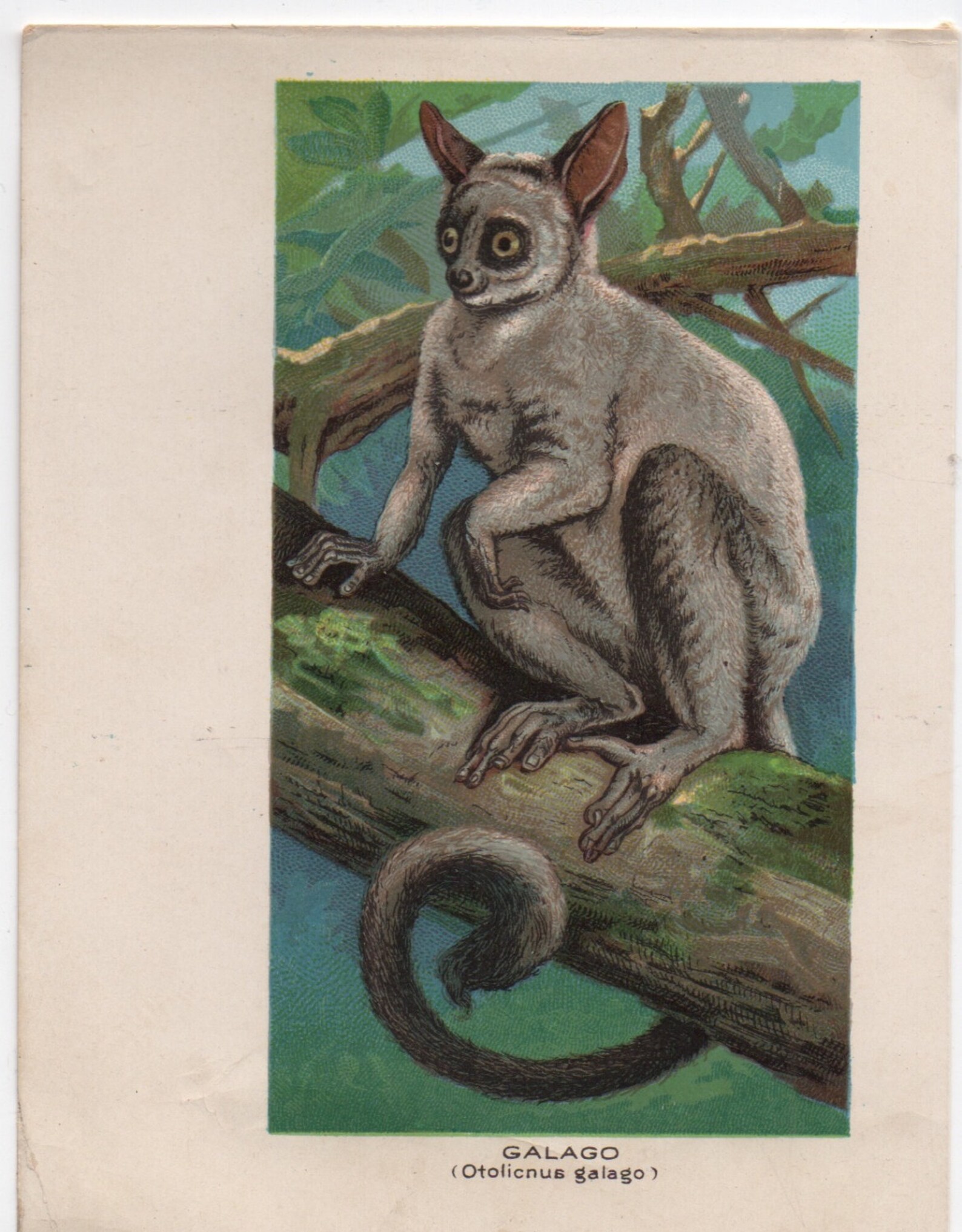 Galago - C. 1895 BUSH BABY Print Original Antique African Animal ...