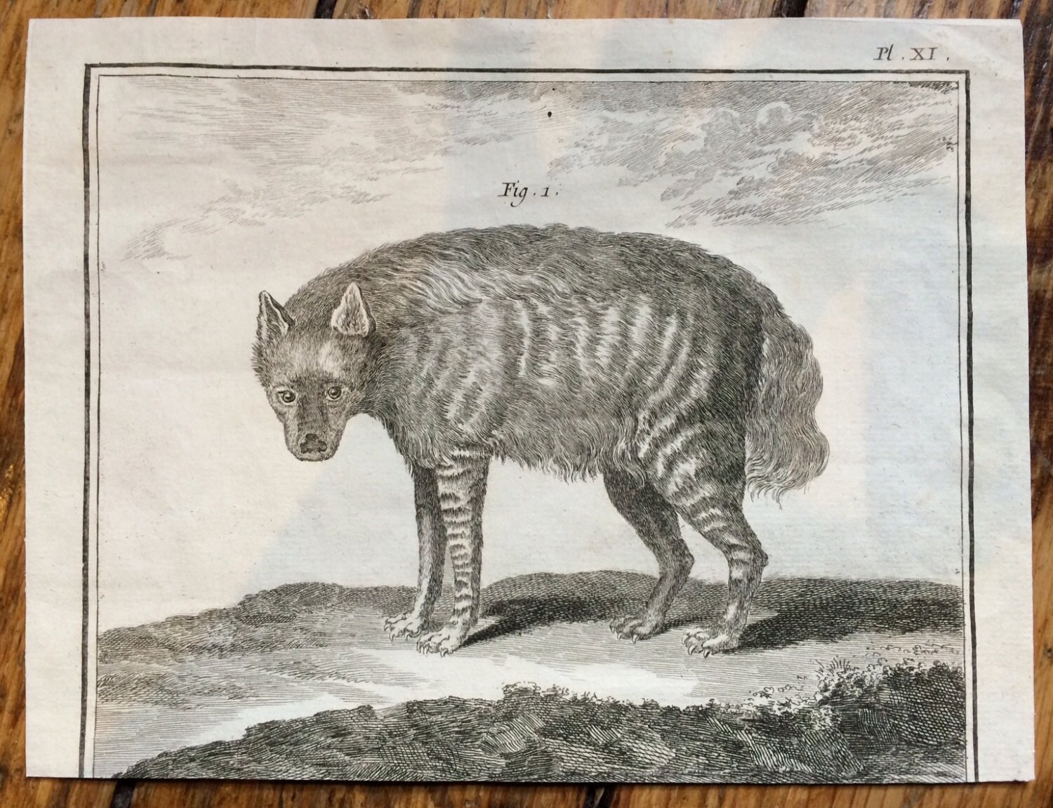 C. 1751 STRIPED HYENA Print Original Antique Print African - Etsy UK