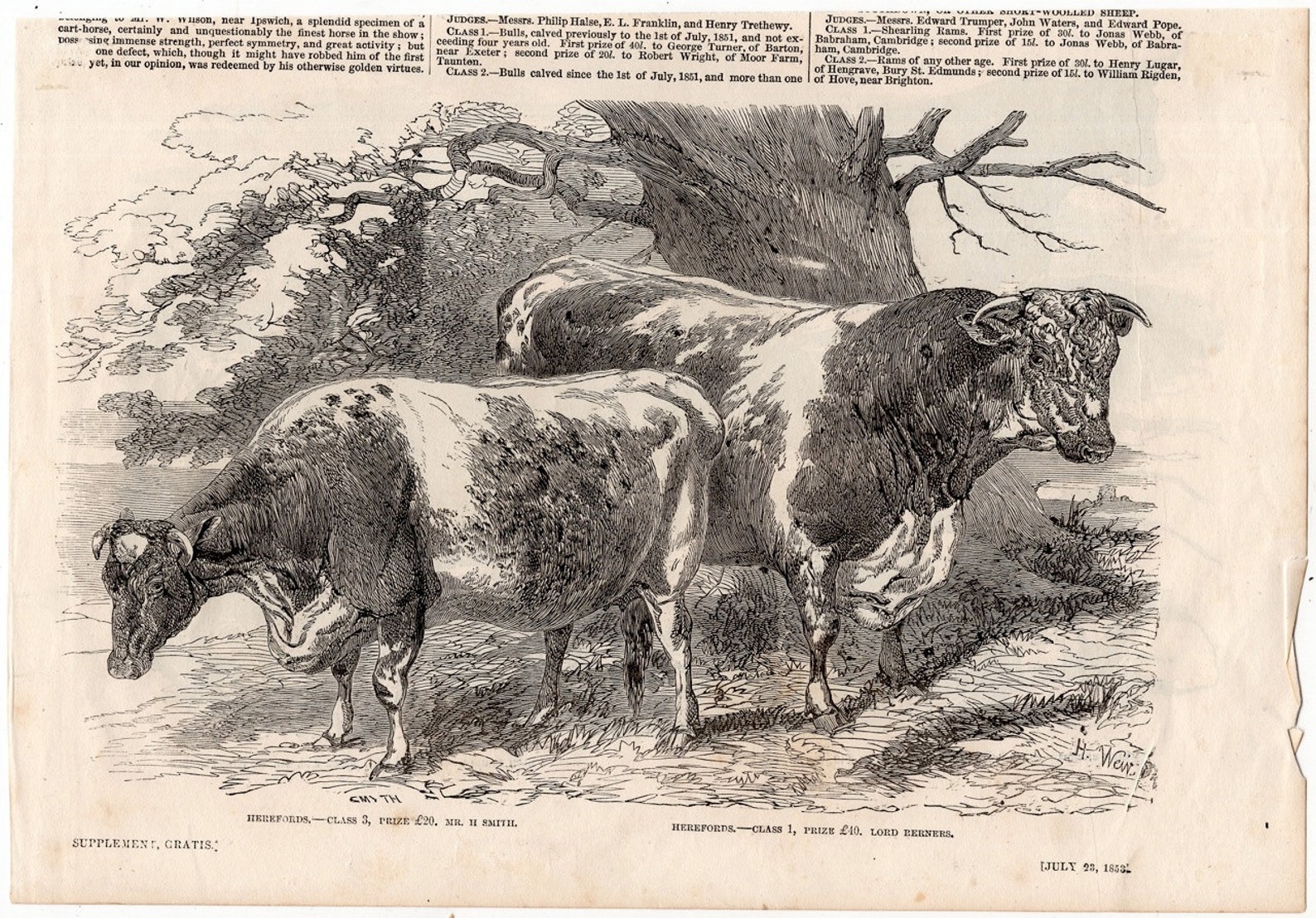 1853 COWS CATTLE ENGRAVING Hereford Bull & Cow Original | Etsy