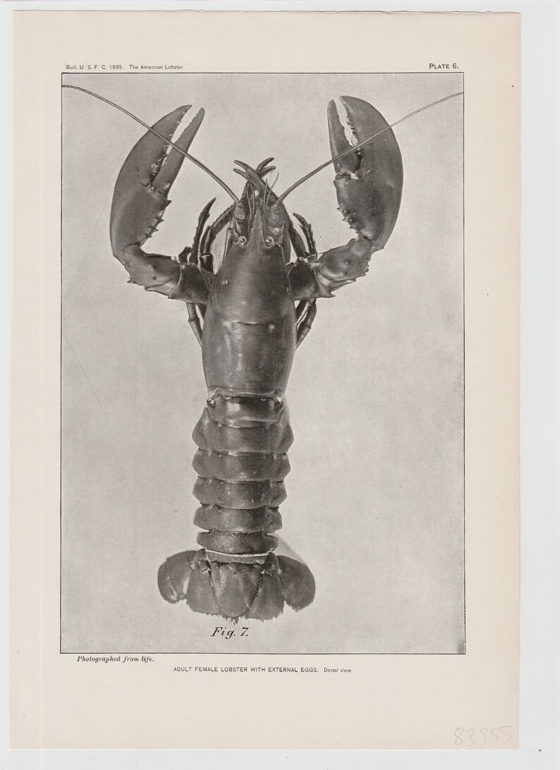 C. 1895 LOBSTER Lithograph • Original Antique Print • Sea Life • Marine ...