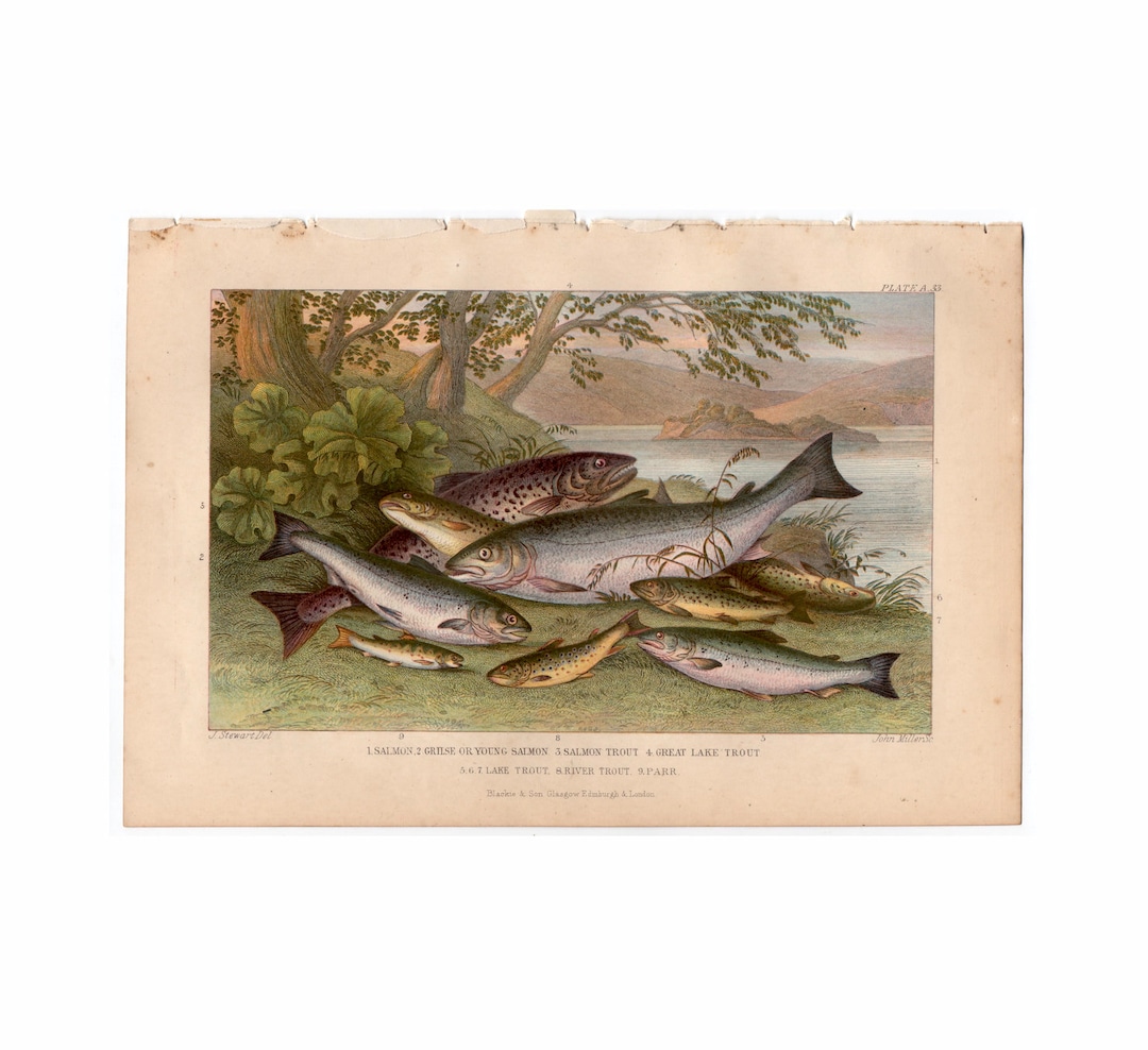 C. 1876 TROUT & SALMON FISH Engraving • Original Antique Print ...