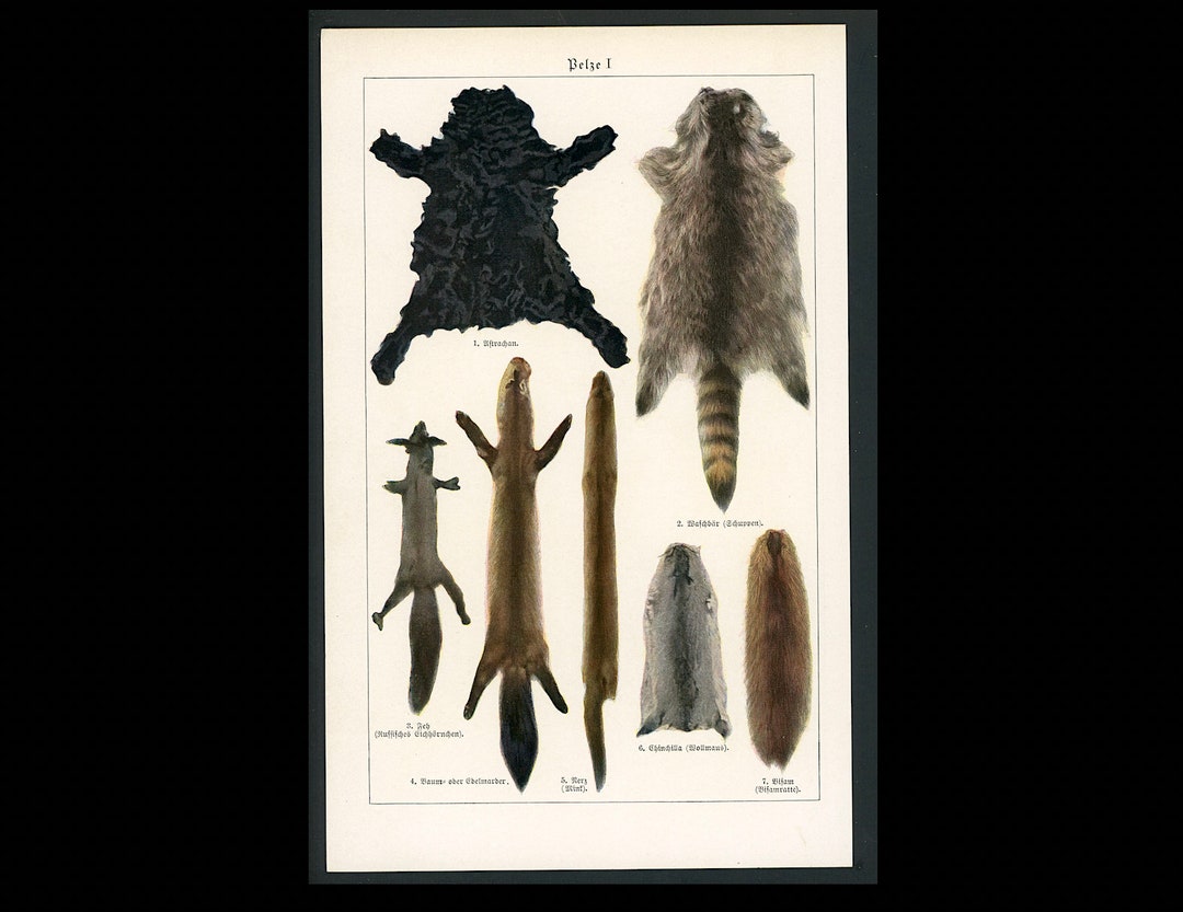 C. 1910 PELTS Lithograph • Original Antique Print • Animal Skins - Fur ...