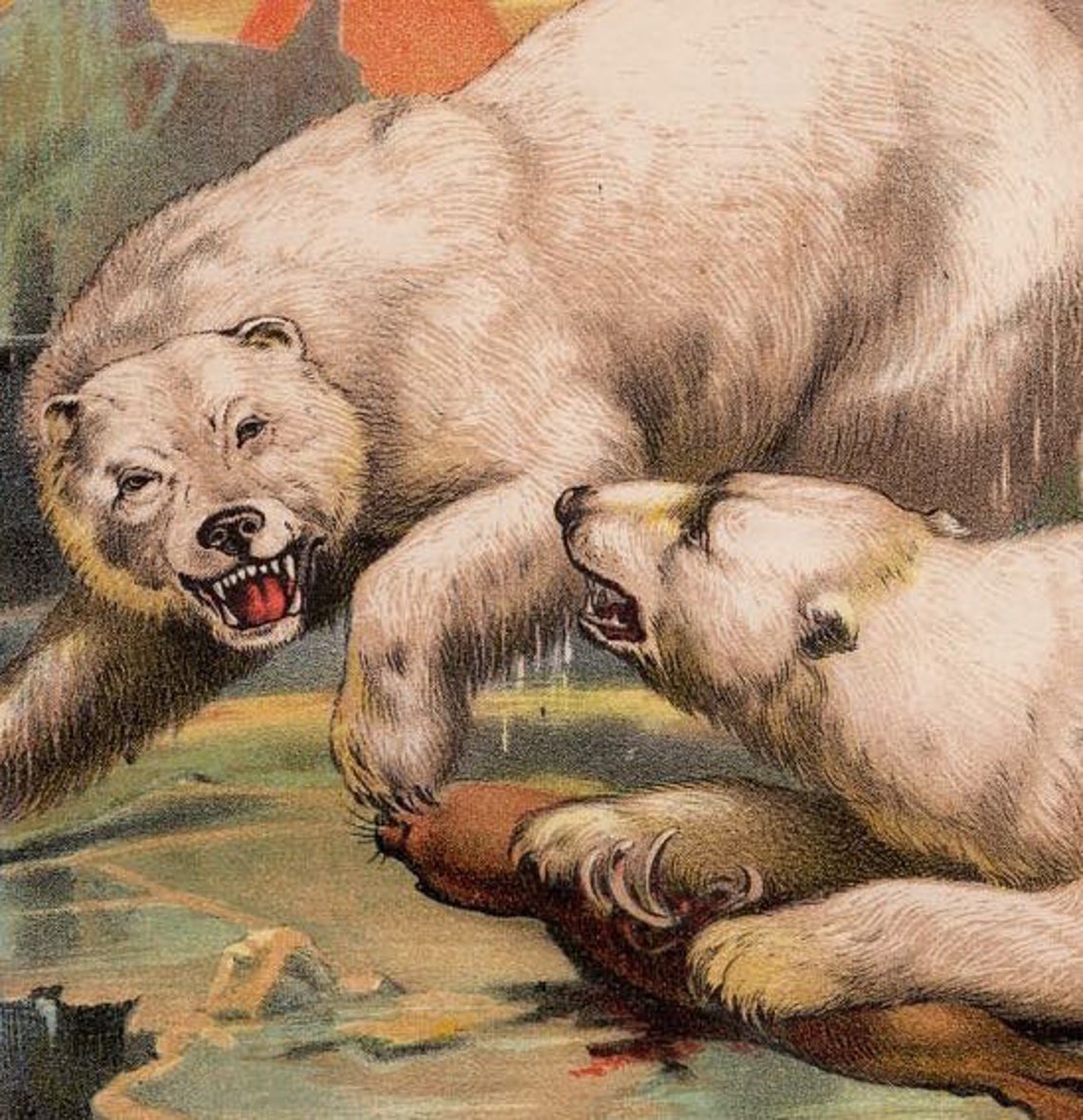 C. 1880 POLAR BEARS Lithograph - Original Antique Print - Wild Life ...