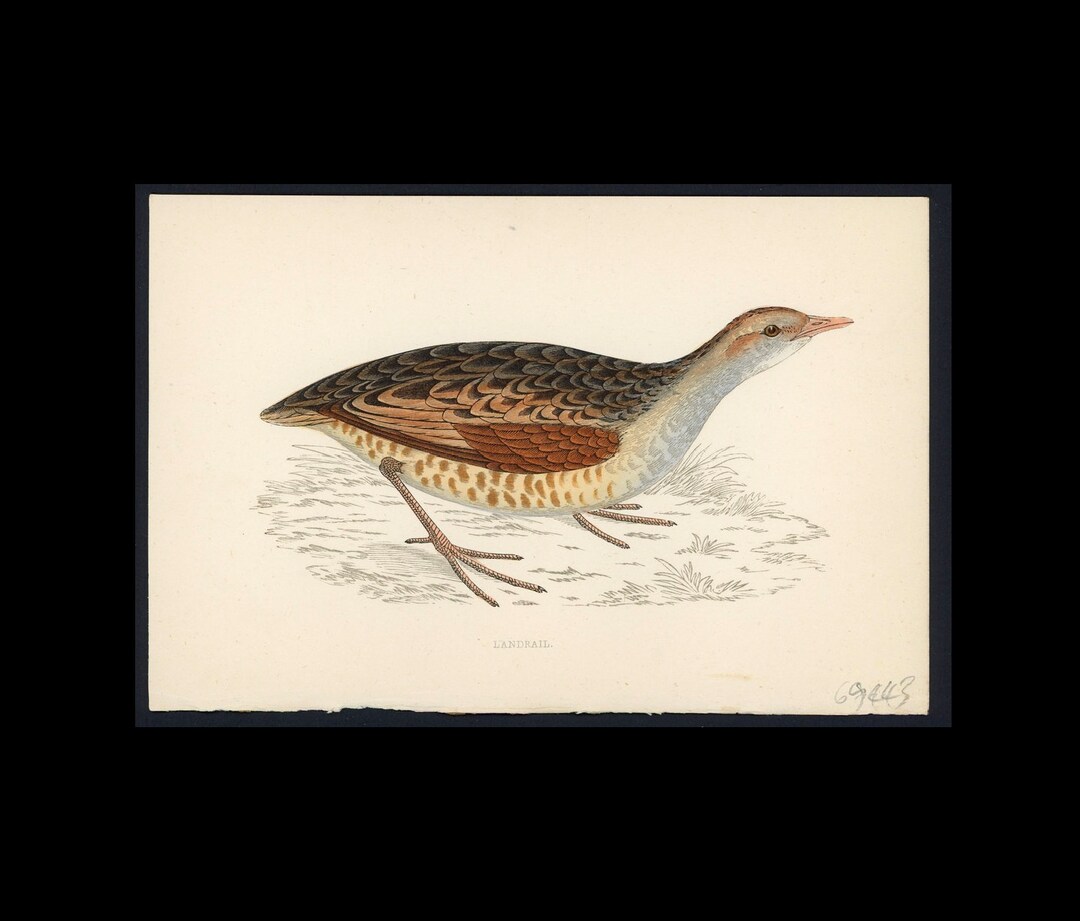 C. 1867 LANDRAIL Lithograph • Original Antique Print • Morris Bird ...