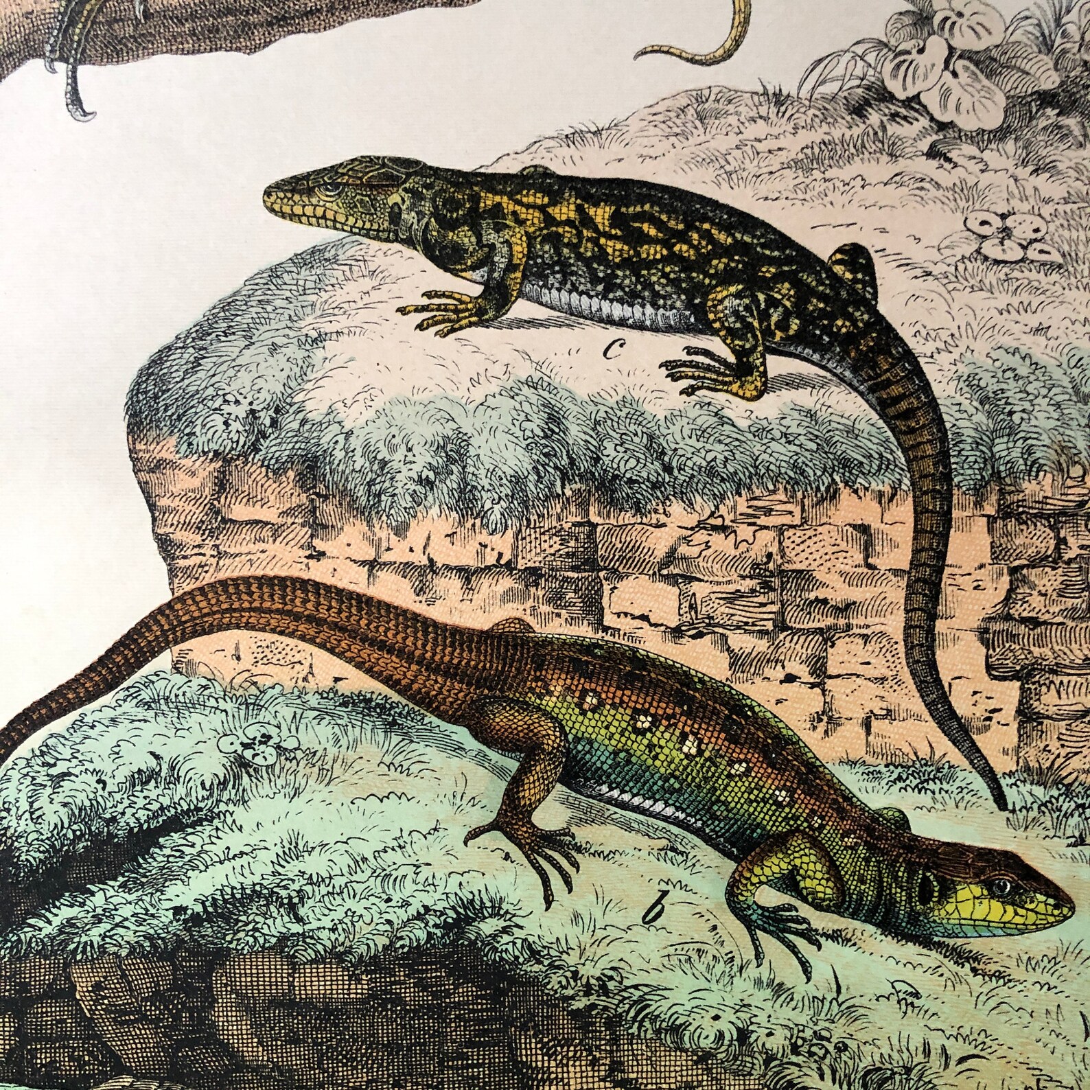 Antique Print C.1890 - LIZARDS Print - Original Antique Animal Print ...