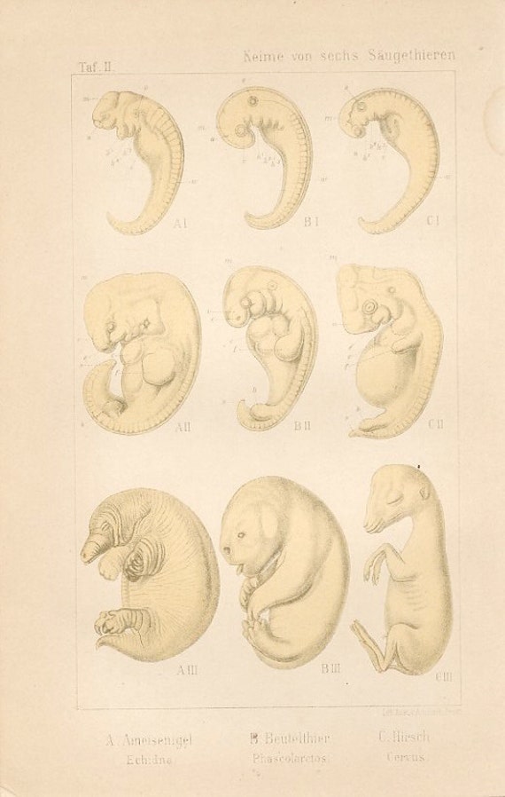 Koala Embryo