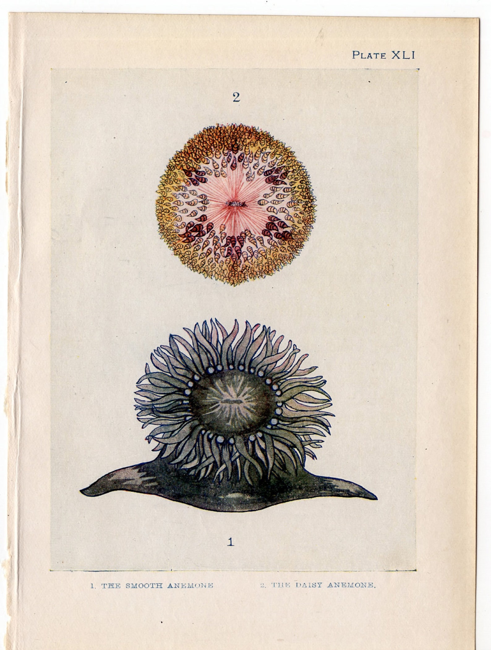 C. 1907 SEA ANEMONE PRINTS Set of Two Antique Prints the - Etsy