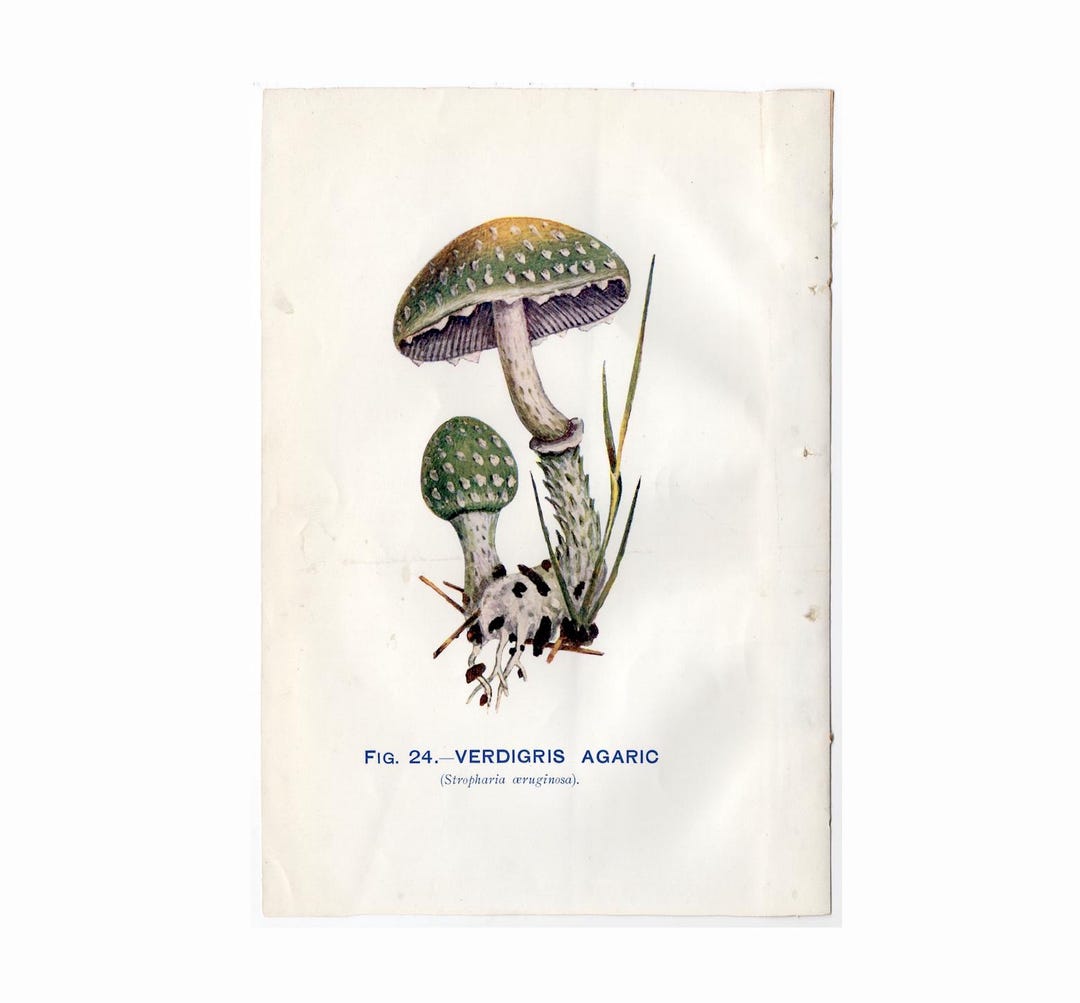 C. 1930 VERDIGRIS AGARIC MUSHROOM Print • Original Vintage Print ...