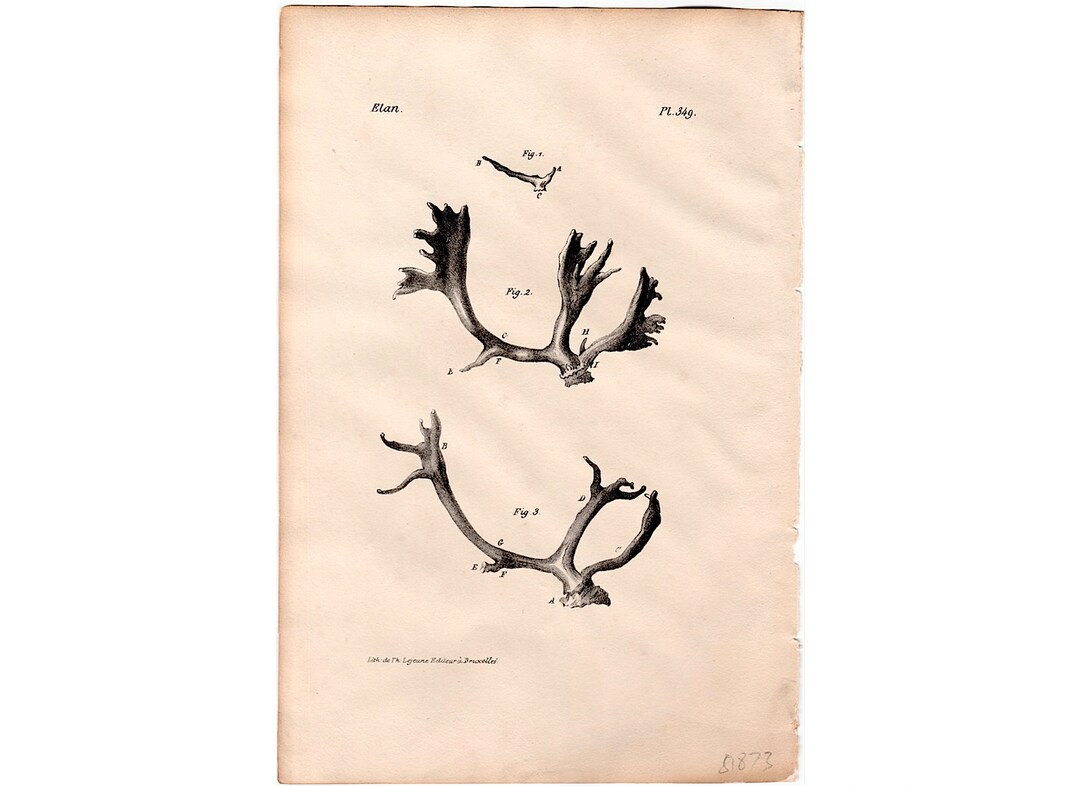 C. 1830 ANTLERS Engraving • Original Antique Print • Animal Anatomy ...
