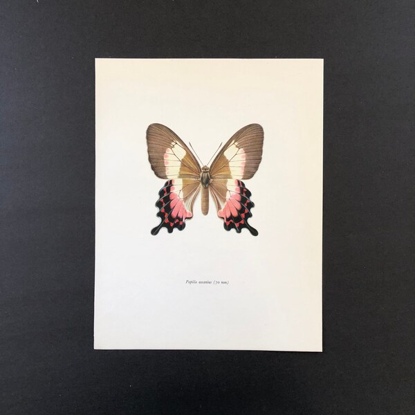 Butterfly Lithograph - Etsy