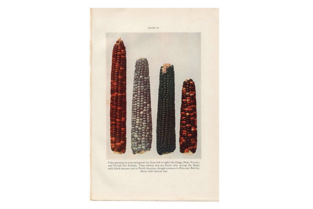 C. 1934 CORN EARS PRINT - Vintage Botanical Print - Plant Print - Old ...