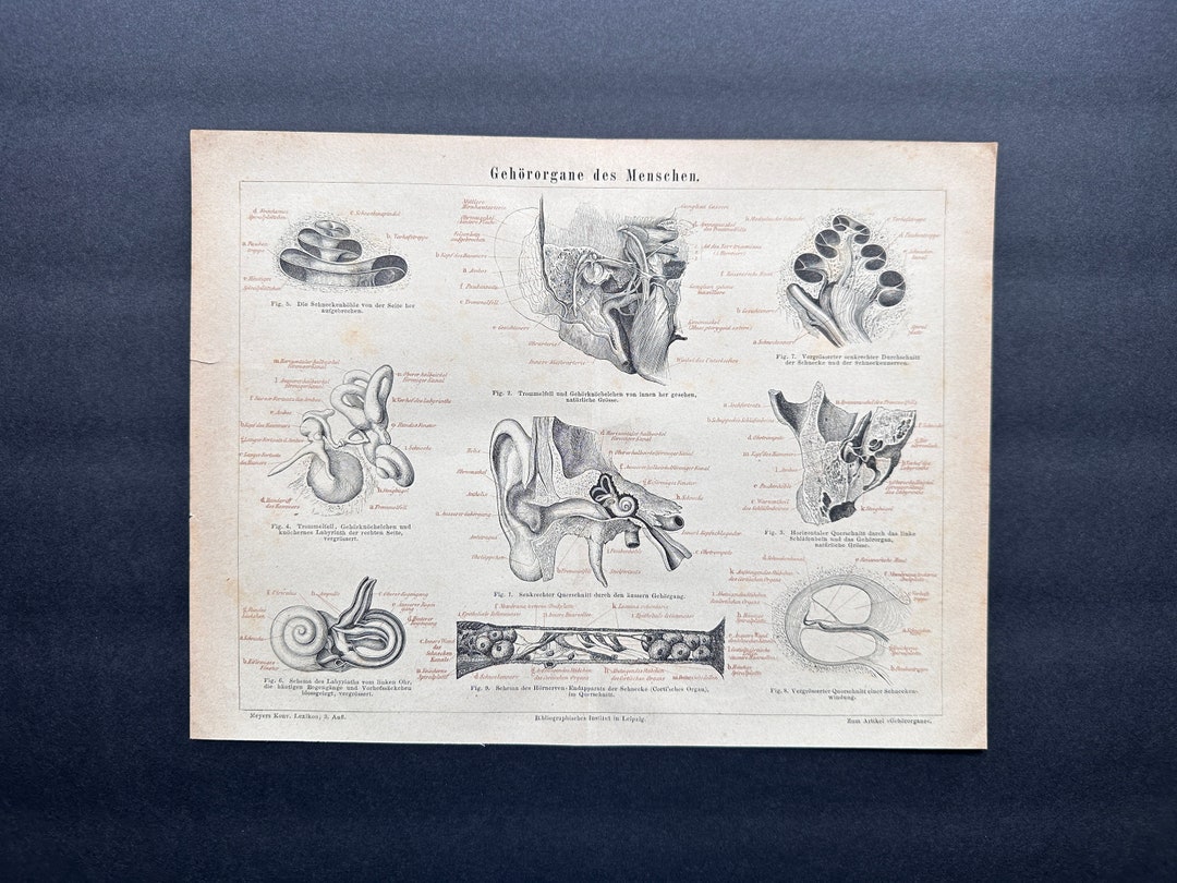 C. 1875 EAR ANATOMY Lithograph Original Antique Print - Etsy