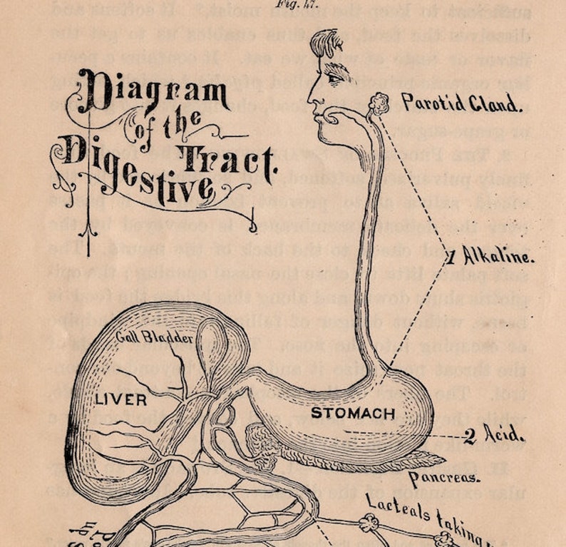 C. 1884 DIGESTIVE SYSTEM PRINT antique human anatomy ptiny | Etsy