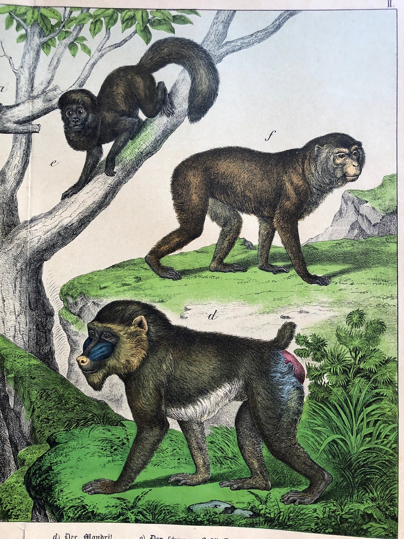 C. 1890 MONKEYS & APES Lithograph - Original Antique Monkey Print ...