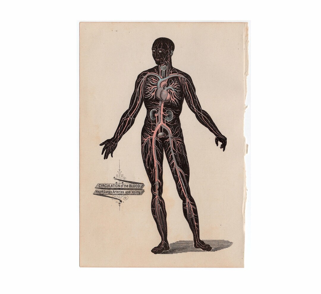 C. 1887 CIRCULATION Lithograph - Original Antique Print • Human Anatomy ...