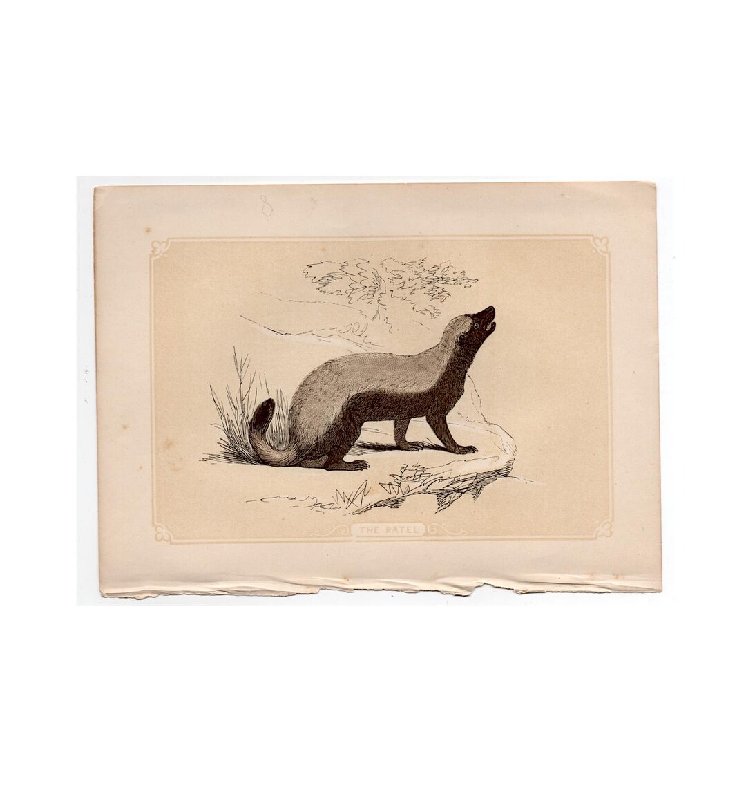 C.1853 HONEY BADGER Aka RATEL Print • Original Antique Print • Wild ...