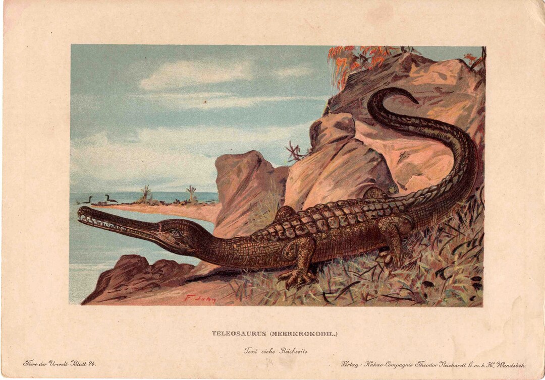 C. 1902 TELEOSAURUS MIRABILIS Lithograph • Original Antique Print ...