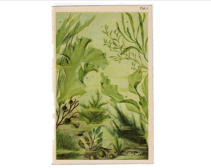 1890 SEA WEED LITHOGRAPH - Original Antique Print - Algae Water Plant ...
