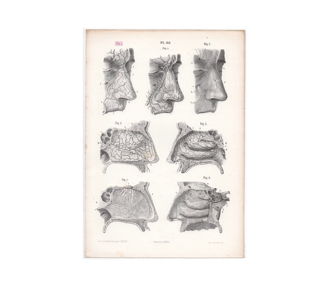 C. 1866 NOSE ANATOMY Lithograph • Original Antique Print • Human ...