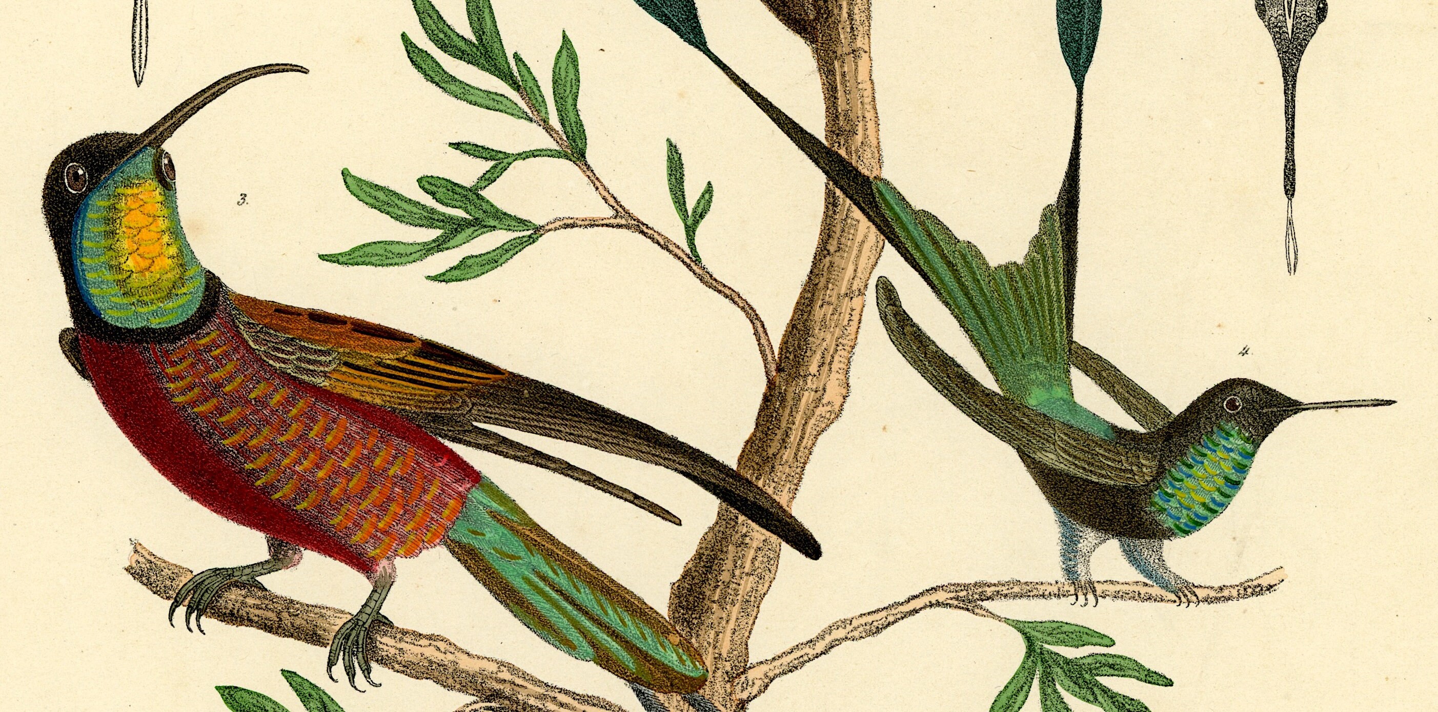 C. 1824 HUMMINGBIRDS WITH NEST Lithograph • Original Antique Print ...