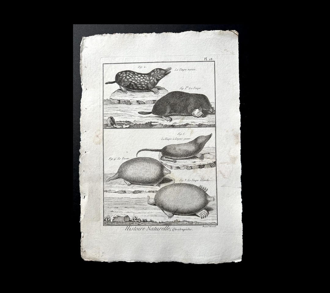 MOLES Engraving C. 1790 • Original Antique Prints • Antique Animal ...