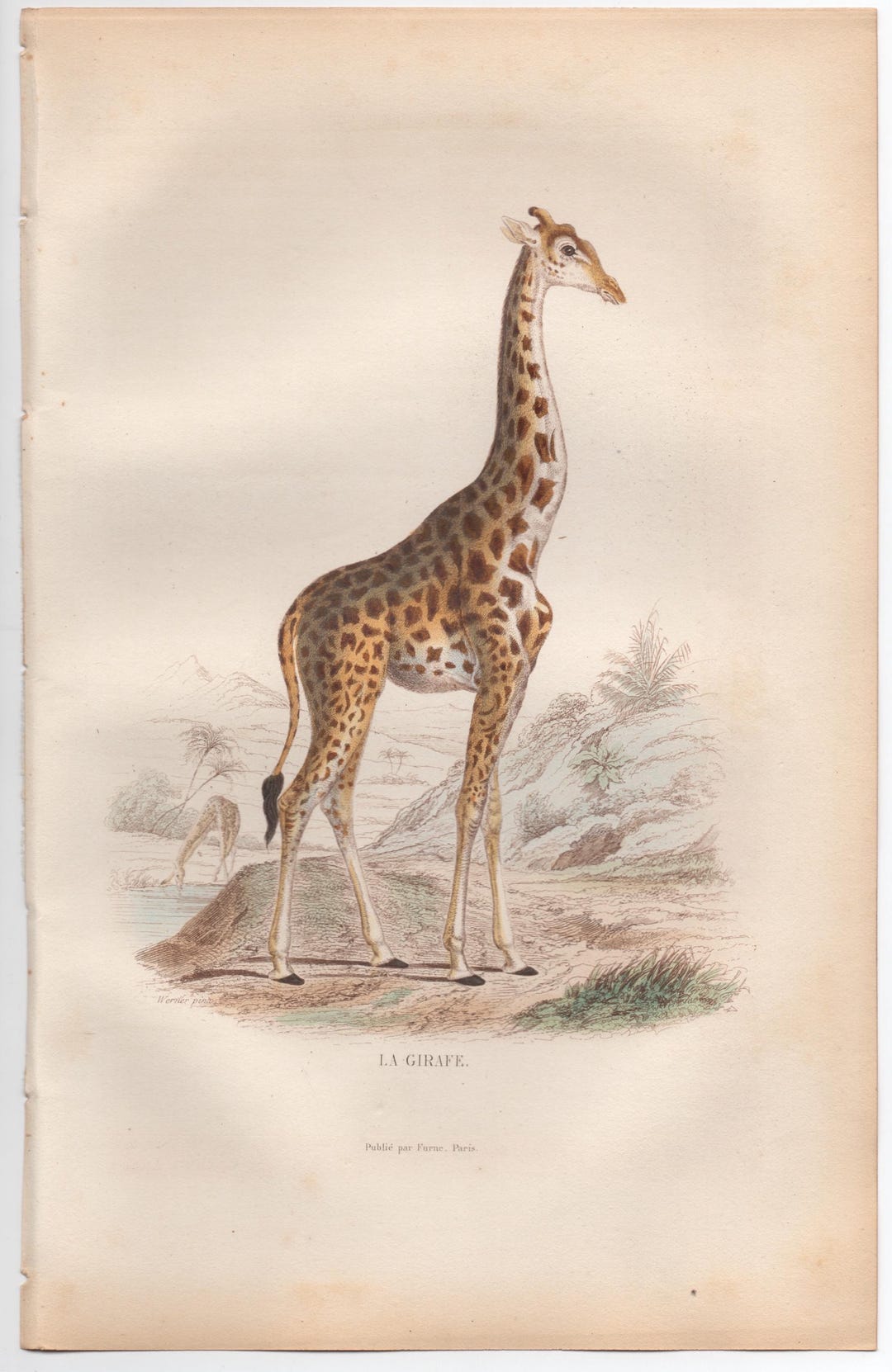 C. 1858 GIRAFFE Print • Original Antique Print • Zoology • Hand Colored ...