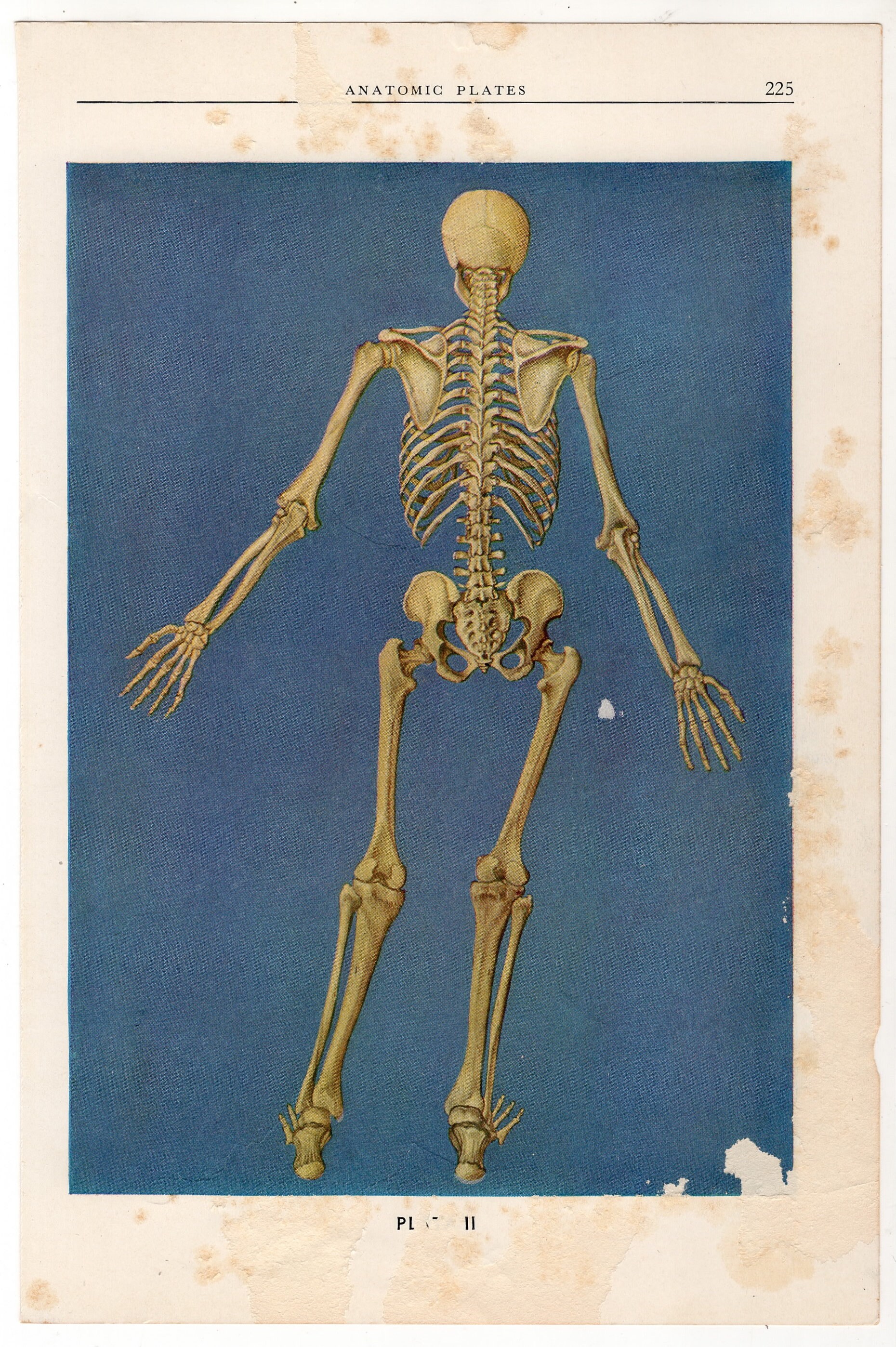 C 1940 SKELETON prints set of 2 original vintage prints human anatomy ...