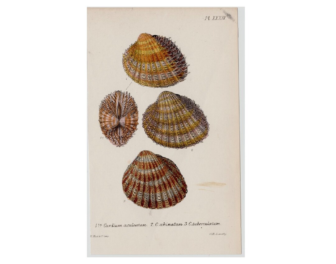 C. 1869 SEA SHELL Lithograph • Original Antique Print • Seashells Print ...