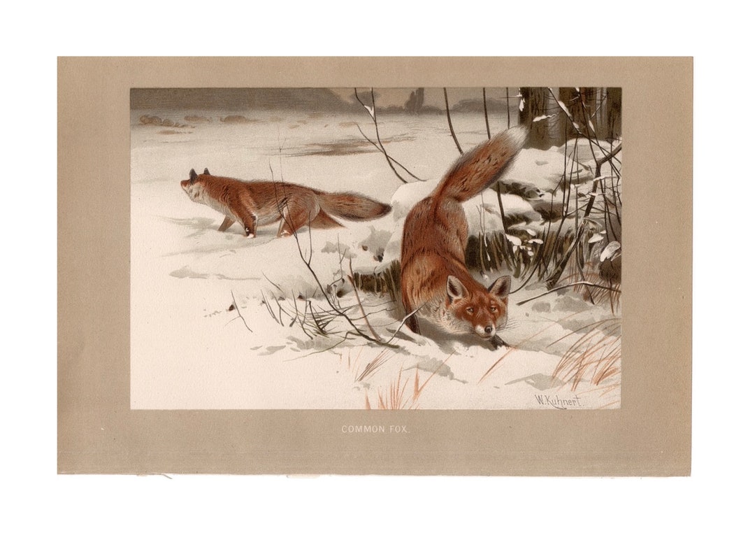 C. 1894 COMMON FOX Lithograph • Original Antique Print • Antique Animal ...