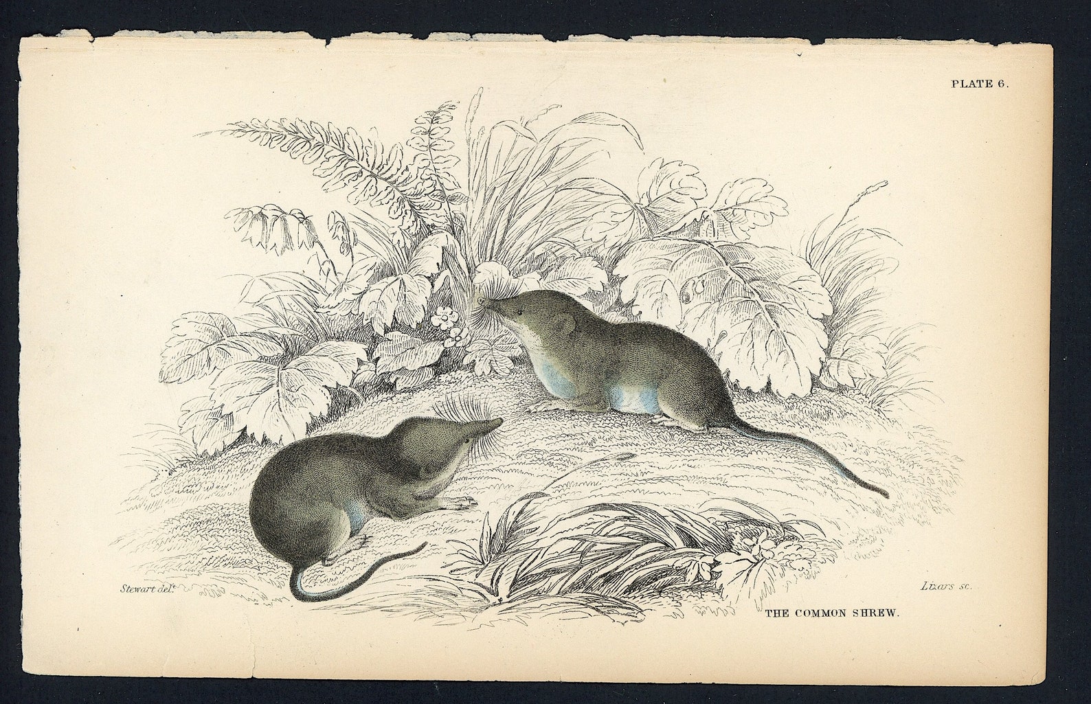 C. 1843 COMMON SHREW Print Original Antique Print Mole - Etsy