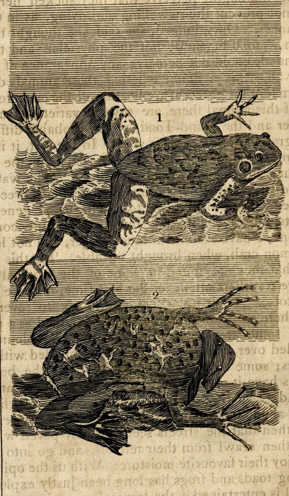 C. 1808 FROG Print • Original Antique Print • Amphibian Print • Toad ...