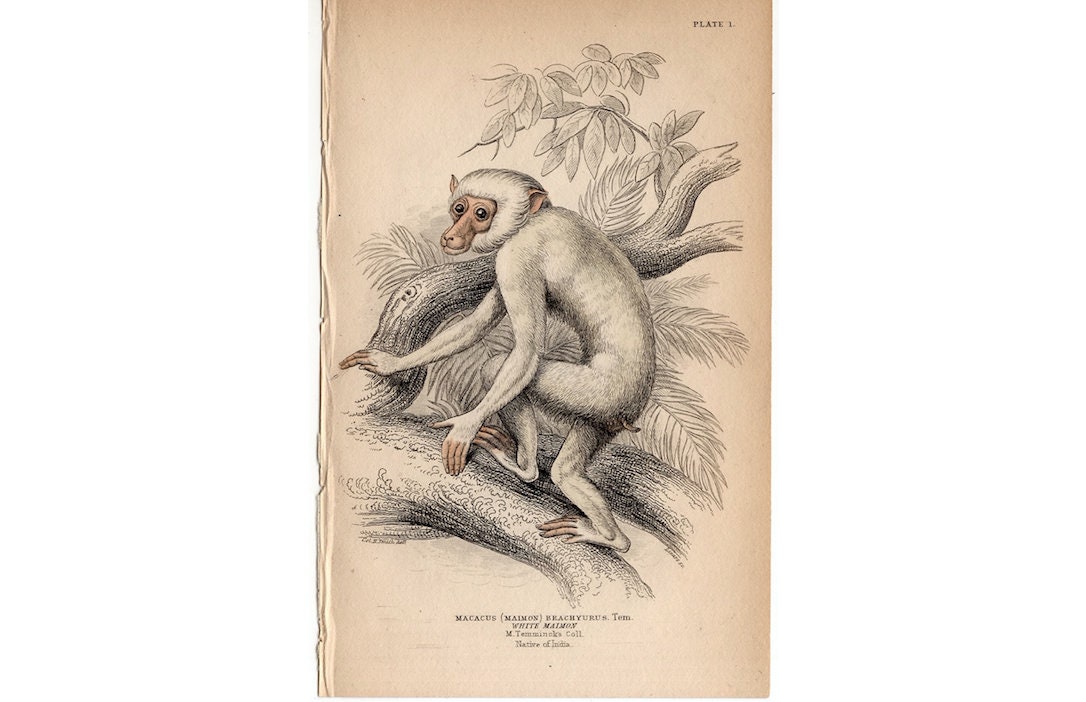 C. 1843 WHITE MAIMON MONKEY Print • Original Antique Print - Macaque ...