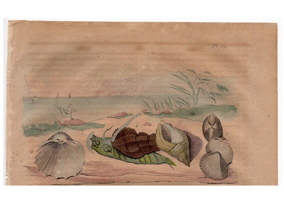 1835 exotic sea life print rare original antique hand colored engraving ...