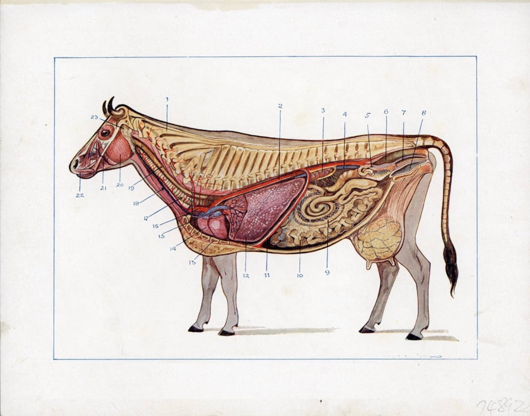 C.1902 COW ANATOMY Lithograph Original Antique Print Animal Anatomy Cow ...