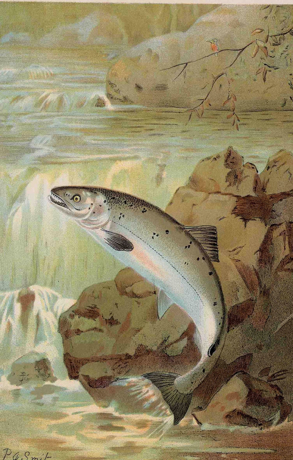 C. 1910 SALMON lithograph original antique print salmon fishing salmon ...