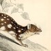 C. 1841 SPOTTED TAILED DASYURE Print Original Antique Print Australian ...