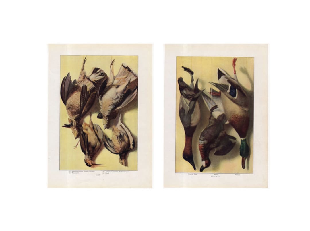 GAME BIRD Lithographs C. 1911 • Original Antique Prints • Hunting ...