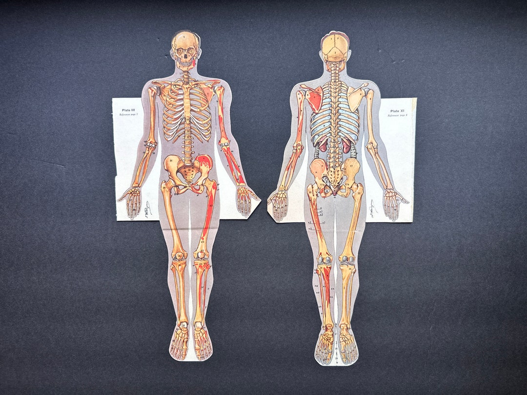 C. 1940 SKELETON FRONT & BACK Prints • Set of 2 Original Vintage Prints ...