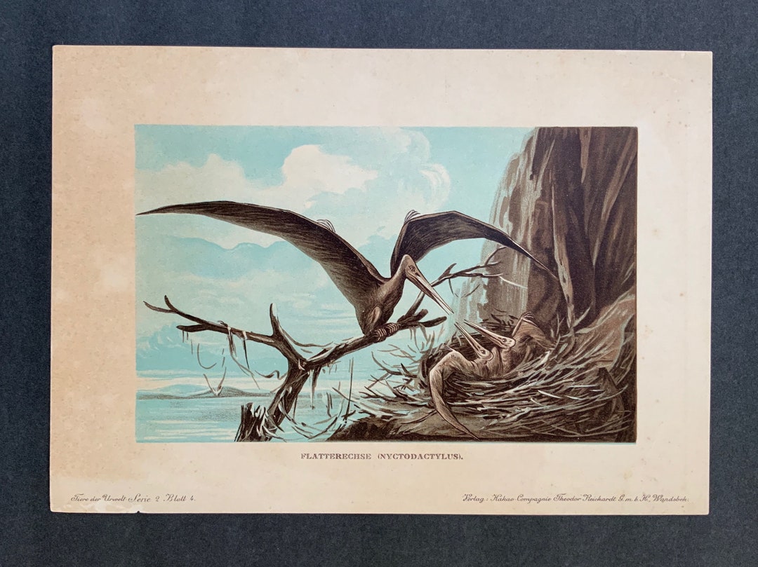 Rare! C. 1902 PTERODACTYL Lithograph - Extinct Animal Print - Antique ...