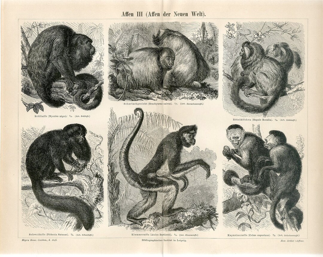C. 1894 MONKEYS Lithograph • Original Antique Print • Animal Print ...
