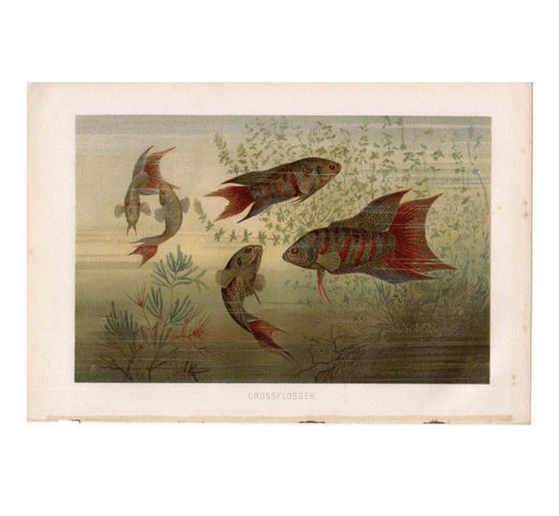 C. 1894 PARADISE FISH Lithograph - Original Antique Print - Marine Life ...
