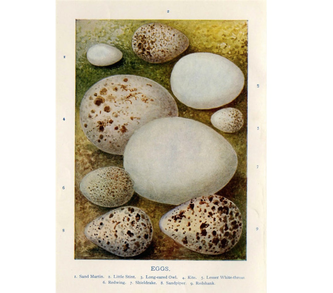 C. 1901 EGGS Lithograph • Original Antique Print • Bird Eggs Print ...