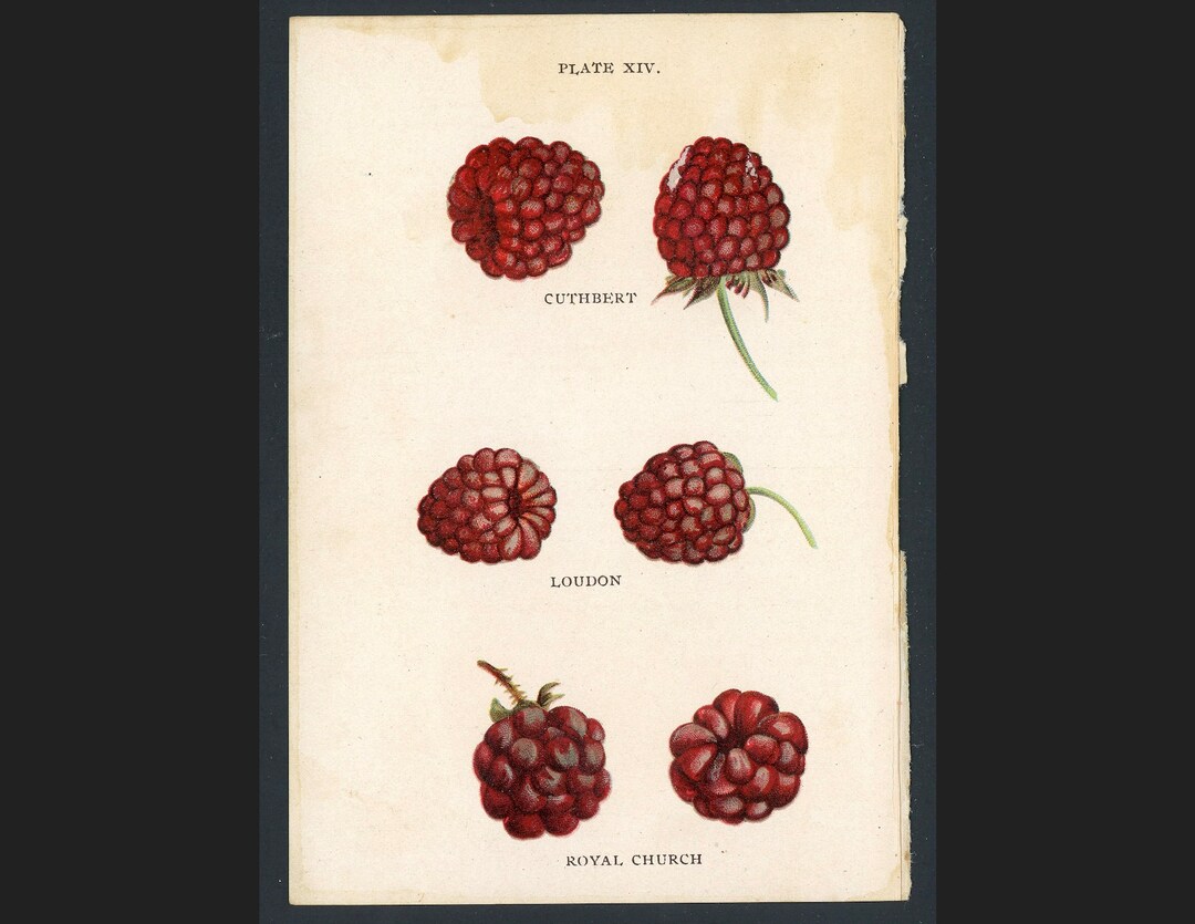 C. 1899 RED RASPBERRIES Print • Original Antique Print • Miniature ...