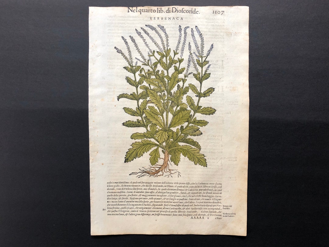 C. 1544 MATTIOLI MEDICINAL PLANT print • original antique print • 16th ...