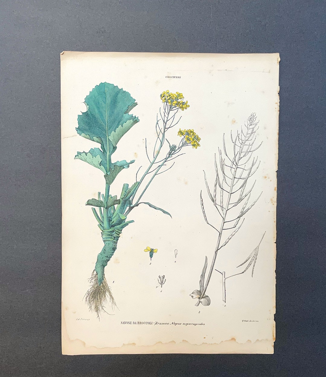 C.1872 BROCCOLI Print Original Antique Print Vegetable Print Botanical ...