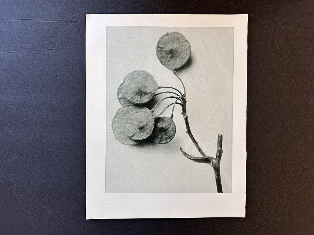 C. 1935 BLOSSFELDT BOTANY Lithograph Original Vintage Print Botanical ...