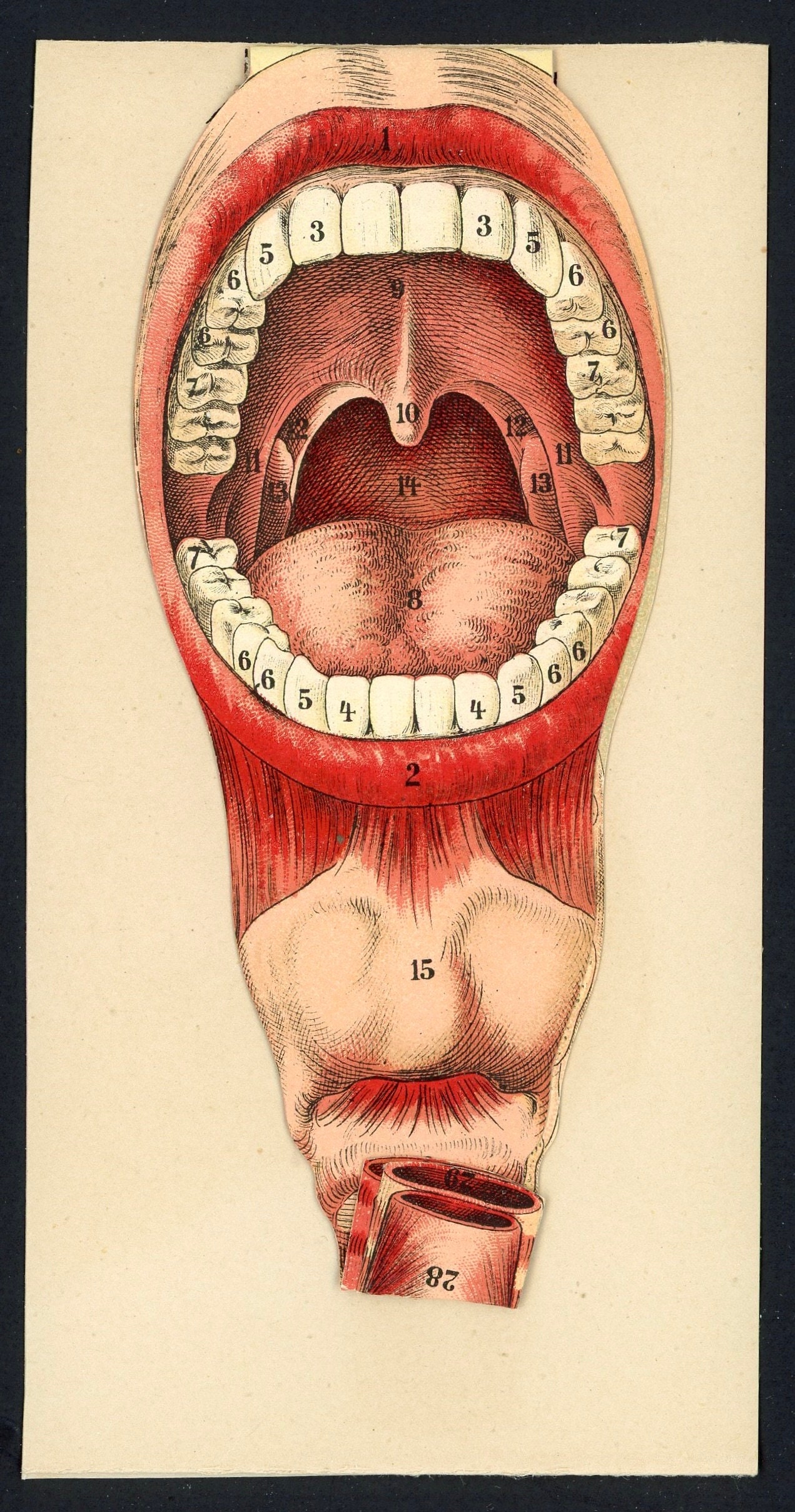 Human Mouth Anatomy Teeth