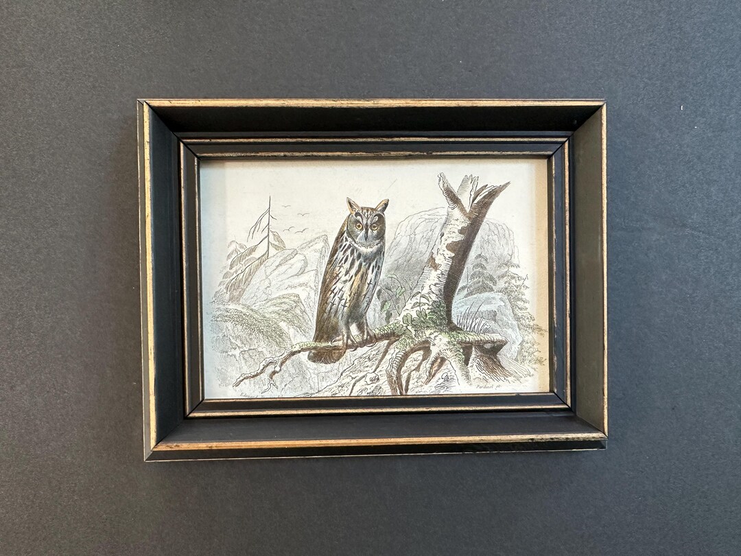 Framed C. 1837 LONG EARED OWL Engraving • Original Antique Print ...