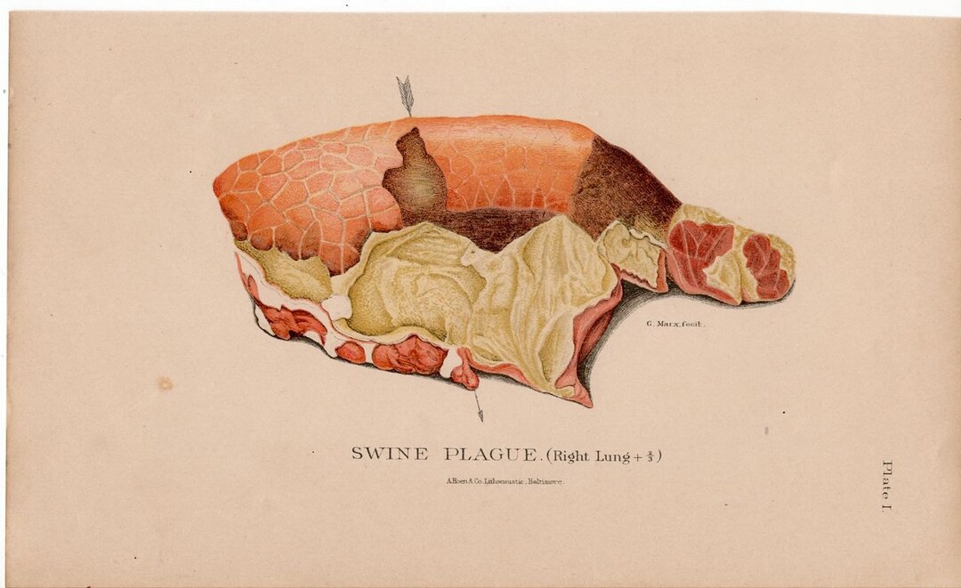 C. 1887 SWINE Pig PLAGUE DISEASE Lithograph • Original Antique Print ...