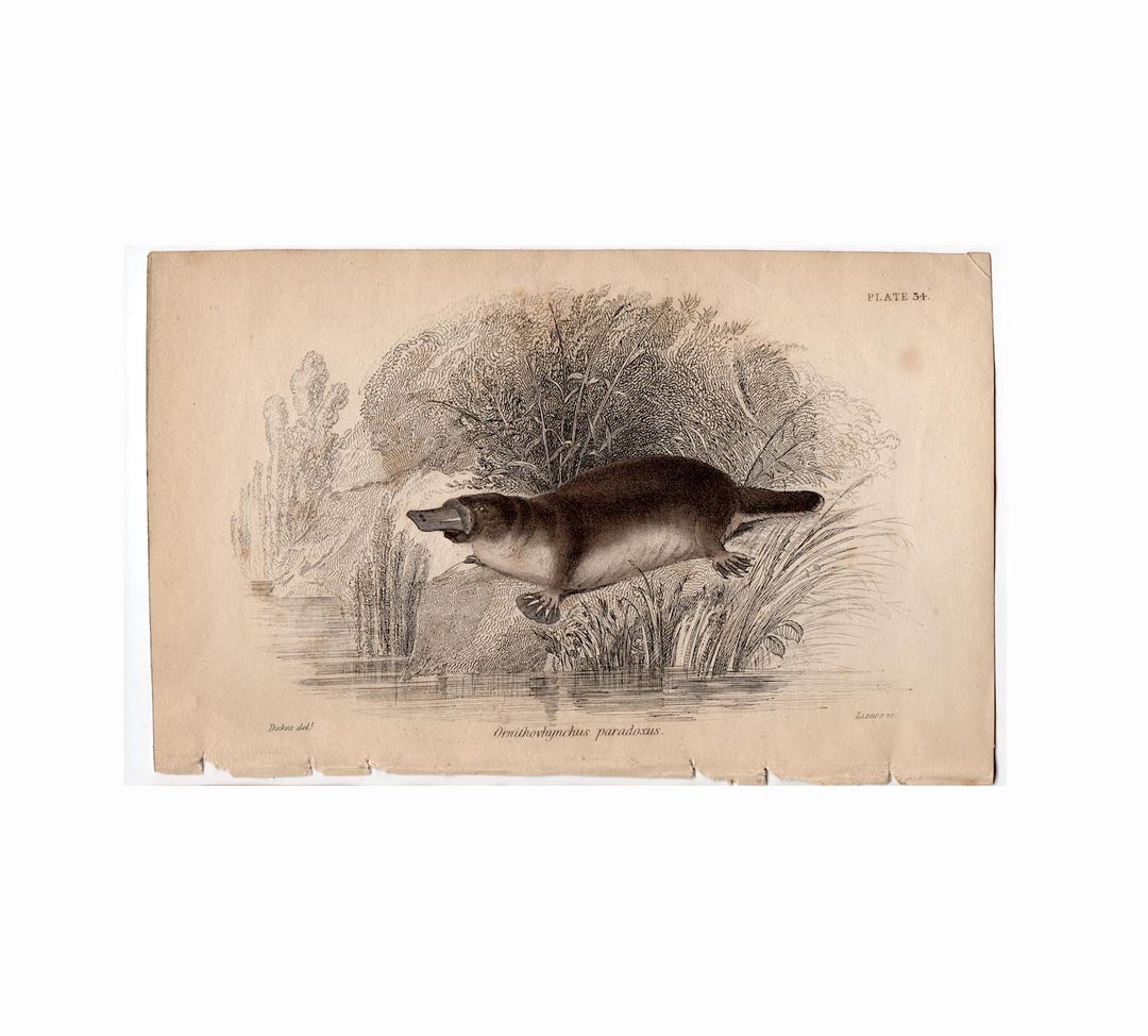 C. 1841 PLATYPUS Print • Original Antique Print • Australian Animal ...